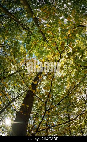 Deciduous trees in Sherwood Forest, Nottinghamshire, England, UK Stock ...