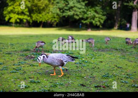 Mountain goose foraging on a greenfield against a blurred background ...