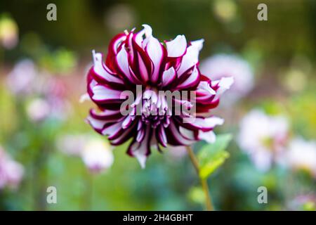Closeup shot of a dahlia explosion flower in a garden Stock Photo - Alamy
