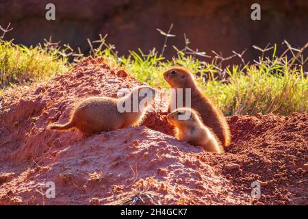 Close up shot of Prairie dog family at Oklahoma Stock Photo - Alamy