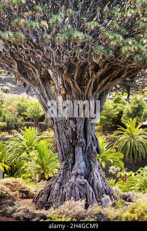 Dragon Tree famous old specimen in Icod Botanical Gardens Tenerife ...