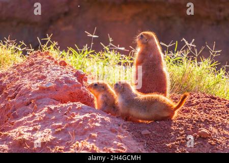 Close up shot of Prairie dog family at Oklahoma Stock Photo - Alamy