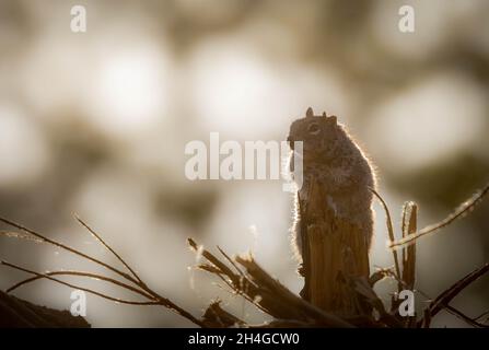 Rock Squirrel, Bosque del Apache National Wildlife Refuge, New Mexico ...