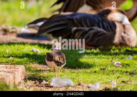 Close up shoot of cute Killdeer at Oklahoma Stock Photo - Alamy