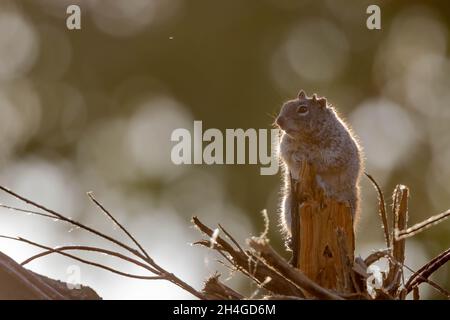 Rock Squirrel, Bosque del Apache National Wildlife Refuge, New Mexico ...