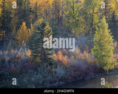 Mixed forest with White Spruce, Trembling Aspen and Balsam Poplar trees ...