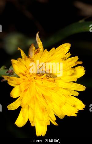 False chinch bugs (Nysius Stock Photo - Alamy