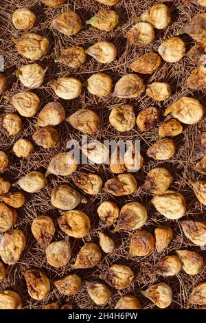 Ficus carica. Fig in Portugal Nr Sao Bras de Alportel Algarve single ...