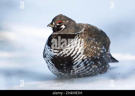 Spruce grouse (Falcipennis canadensis), Gaspestine National Park ...