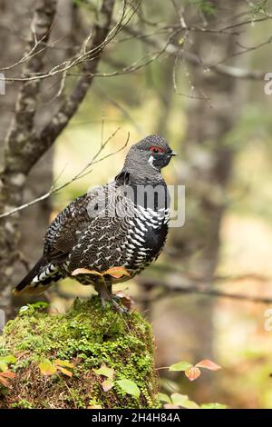 Spruce grouse (Falcipennis canadensis), Gaspestine National Park ...
