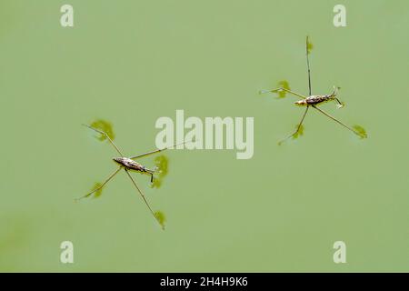 Common Pond Skater (Hydrometra stagnorum), Common Pond Skater, Water ...