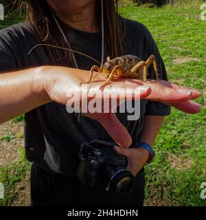 Cook Strait Giant Weta (Deinacrida rugosa), a threatened member of the ...
