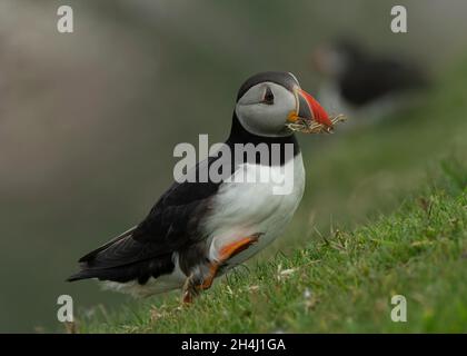 Atlantic puffin carrying nesting materials Stock Photo - Alamy