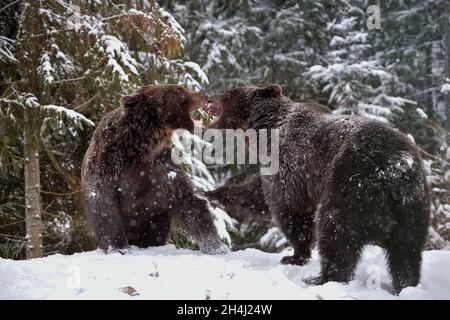 Close-up two angry brown bear fight in winter forest. Danger animal in ...