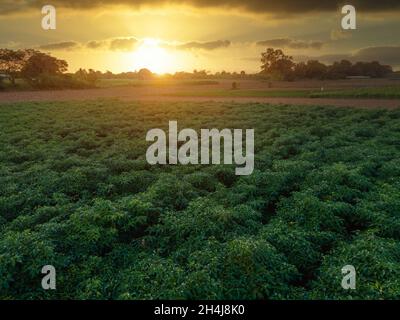 Aerial view of growing peppers in the farm field at sunset. agriculture ...