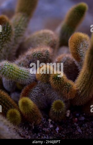 cacti at botanical garden in Romania Stock Photo - Alamy