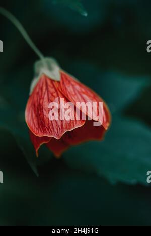 Vertical shot of a red Indian mallow growing in a botanical garden in ...