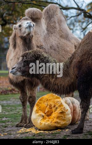 Stuttgart, Germany. 03rd Nov, 2021. A camel and a bull yak at Wilhelma ...