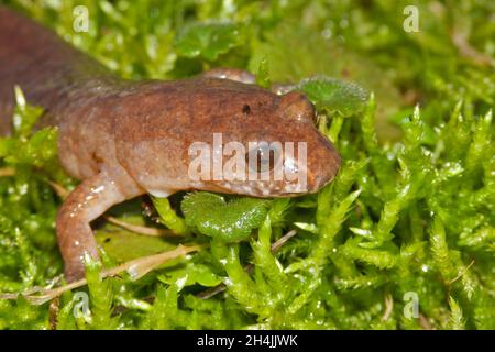 Closeup of an adult spring salamander, Gyrinophilus porphyritiicus ...