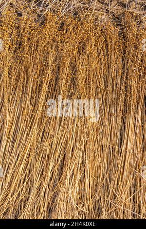 France, Somme, Baie de Somme, Nouvion-en-Ponthieu, the flax straw is ...