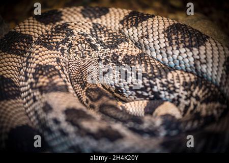 Gray Ratsnake - Pantherophis spiloides Stock Photo - Alamy