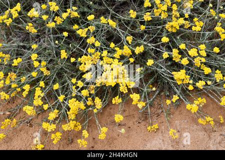 Mediterranean strawflower (Helichrysum stoechas) is an annual or ...