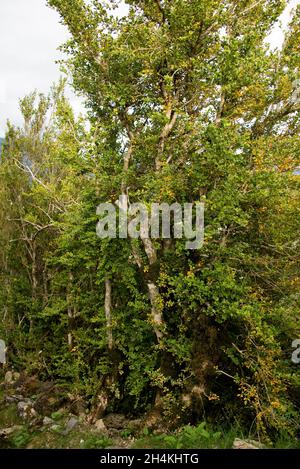 Evergreen tree Buxus sempervirens (common box, European box, or boxwood ...