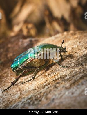 Nature, beautiful beetles, insects. Large green grasshopper, large ...