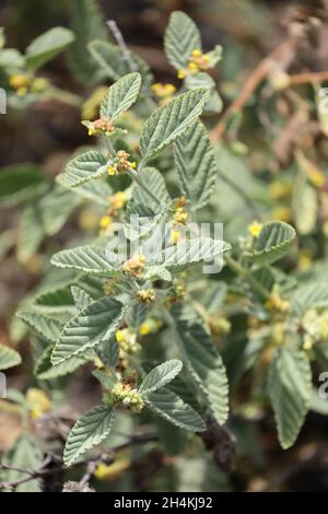 Waltheria indica L Stock Photo - Alamy