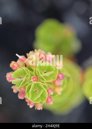Ohelo (Vaccinium reticulatum), a plant endemic to Hawaii also known as ...
