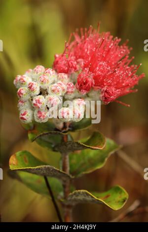 Ohia Lehua, a plant endemic to Hawaii, growing on black lava rocks in ...