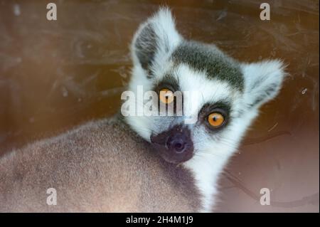 Lemur with a stern and scary look, a primate at the zoo. new Stock ...