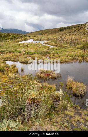 Hike to Paramo de Guacheneque, birthplace of the Bogota River. Path between the vegetation of ...