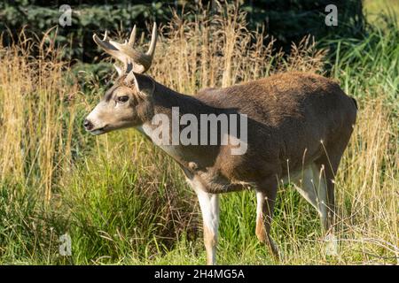 sitka deer, Odocoileus hemionus sitkensis, captive, close up portrait ...
