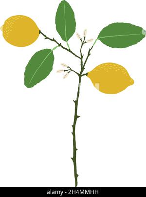 Decorative background with citrus plant parts, seamless pattern Stock ...