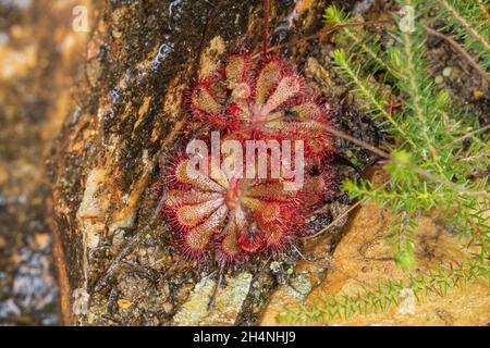 South African Wildflower: Two flowering specimens of the carnivorous ...