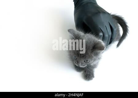 Fungal infection. Ringworm on kitten paw in ultraviolet light of ...