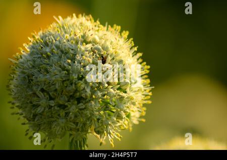 fly above onion flowers Stock Photo - Alamy