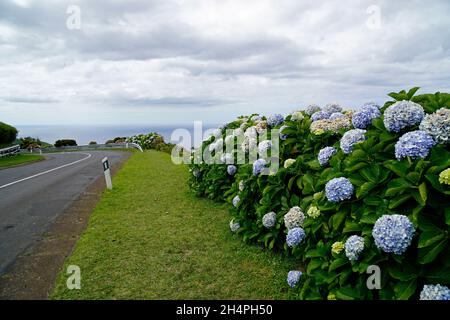 huge colorful hydrangea flowers on the azores islands Stock Photo - Alamy