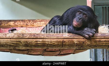 chimpanzee from the berlin zoo, lying down he observes the surroundings ...