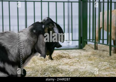 Portrait of goat at agricultural animal exhibition, trade show Stock ...