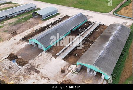 Top view of the farm with cows and pigs in the village. Production of ...