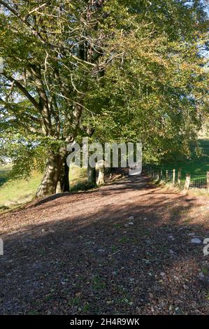 Autumn landscape, Draycott Sleights, Near Cheddar, Somerset, England ...