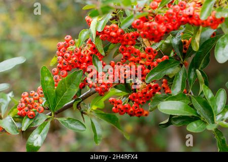 PYRACANTHA SAPHYR ROUGE. FIRETHORN IN FLOWER Stock Photo - Alamy