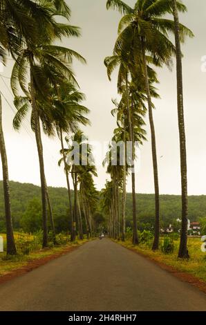 Para road with coconut trees on both of sides of road in Goa, India ...