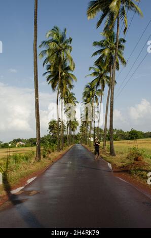 Para road with coconut trees on both of sides of road in Goa, India ...
