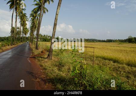Para road with coconut trees on both of sides of road in Goa, India ...