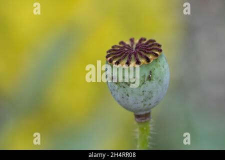 Klatsch-Mohn, Klatschmohn, Mohnblume, Klatschrose, Mohn, Papaver rhoeas ...