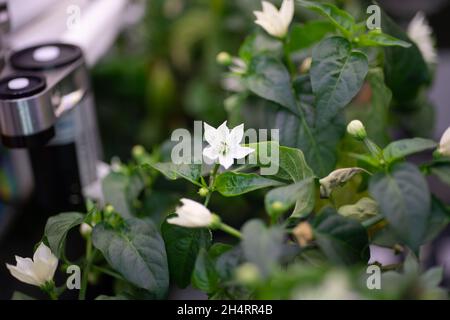 Advanced plant habitat Stock Photo - Alamy