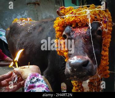 A devotee offers prayers to a cow during the Tihar festival, also known ...